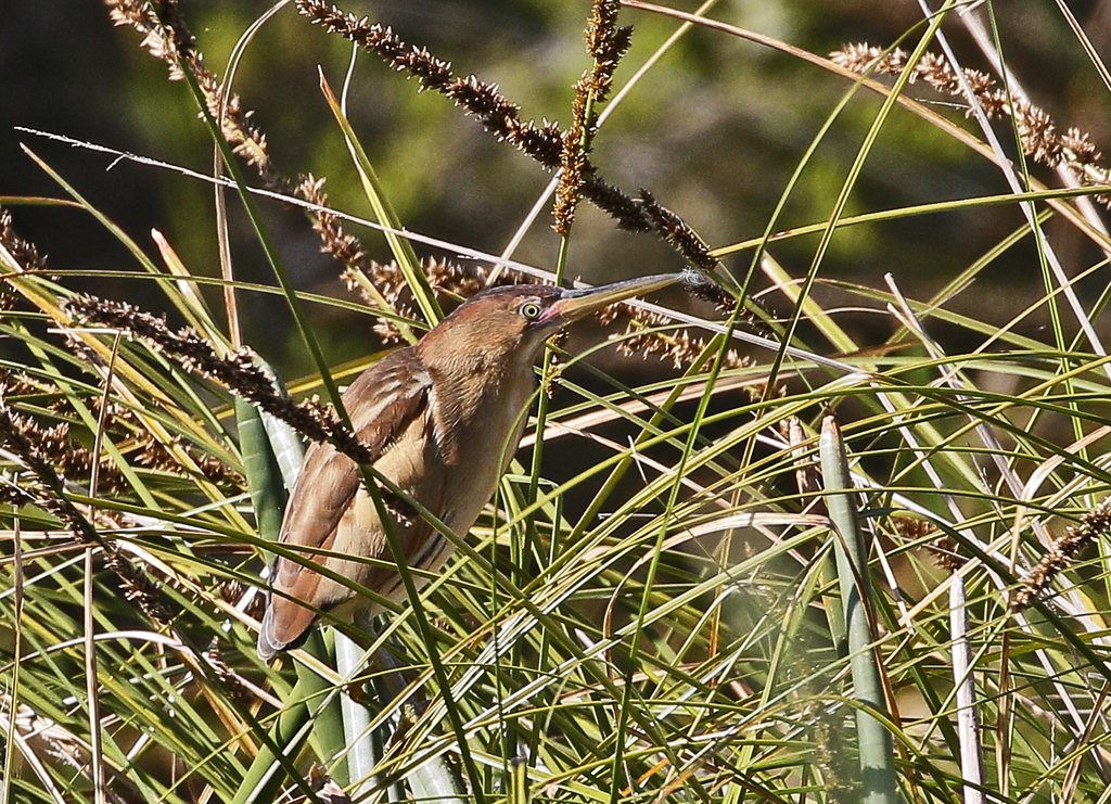 Black-backed Bittern from Melbourne VIC, Australia on October 15, 2017 ...