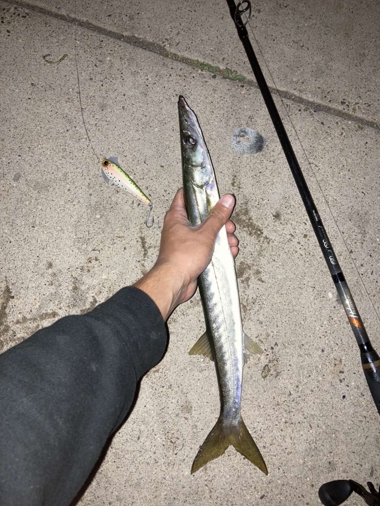 Pacific Barracuda from North San Diego Bay, San Diego, CA, US on April ...