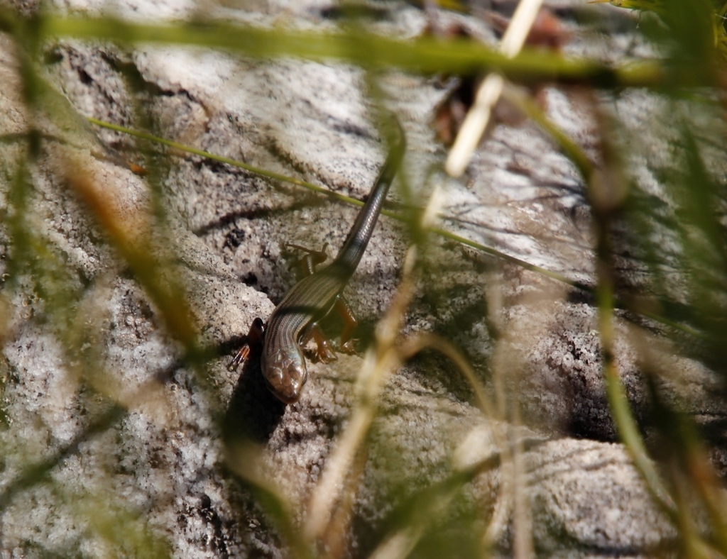 Red-Sided Skink from Greyton to Wa-en-Osse shale band, track twixt ...