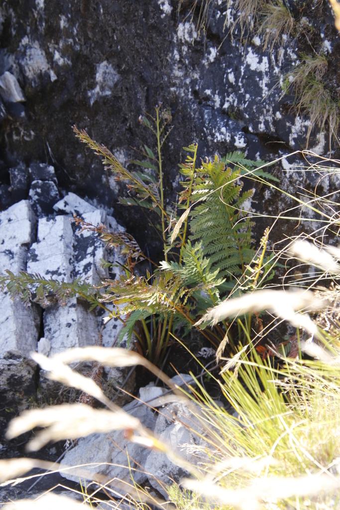 king fern from Greyton to Wa-en-Osse shale band, track twixt Noupoort ...