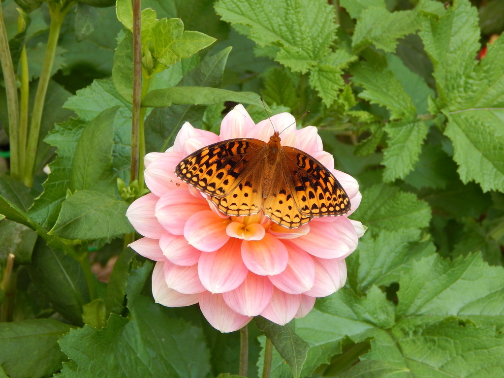 Aphrodite Fritillary from Clarion, PA 16214, USA on August 27, 2017 at ...