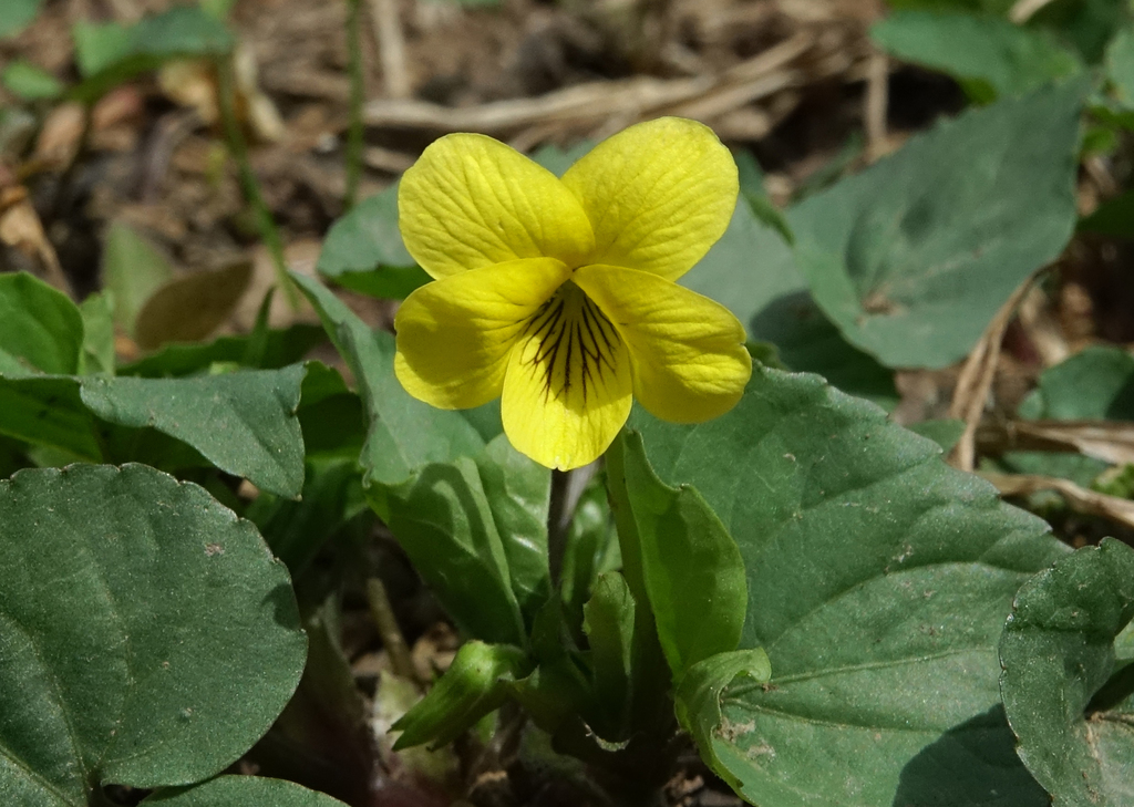downy yellow violet from Ritchie Cemetery on April 21, 2022 at 02:55 PM ...