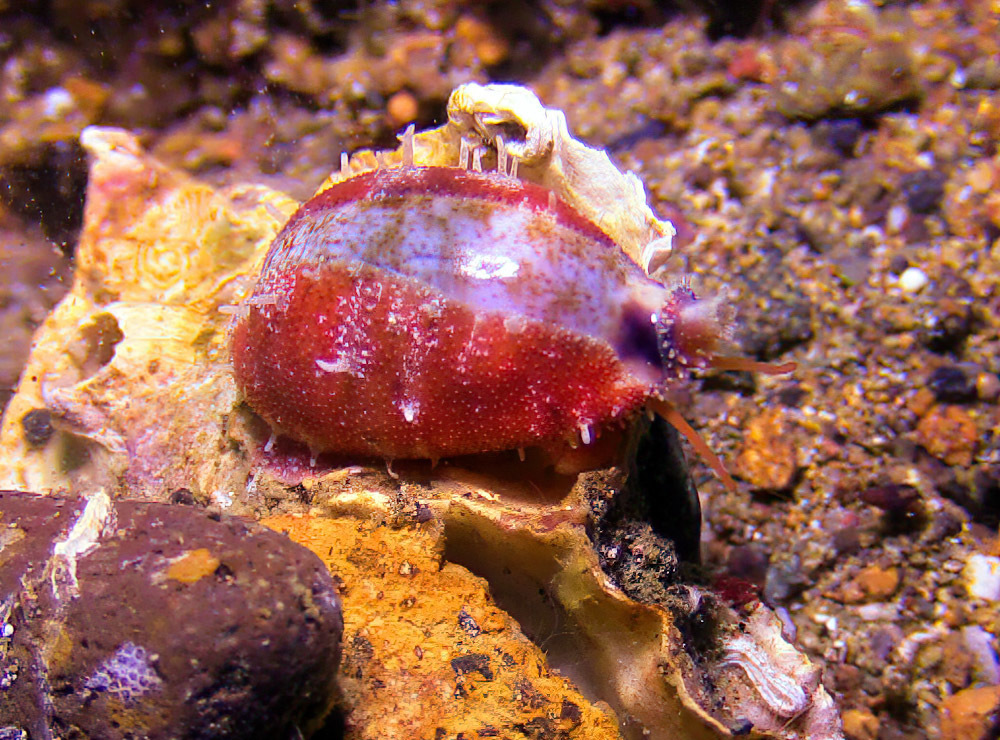 graceful cowrie from Mabini, Batangas, Philippines on May 08, 2018 by ...