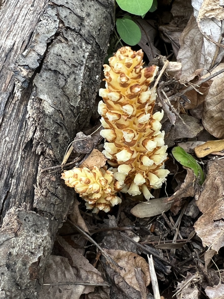 American cancer-root from Potomac, MD, US on April 21, 2022 at 04:00 PM ...