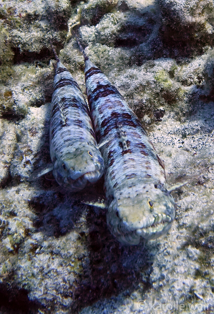 Variegated Lizardfish from Honaunau-Napoopoo, HI 96704, USA on January ...