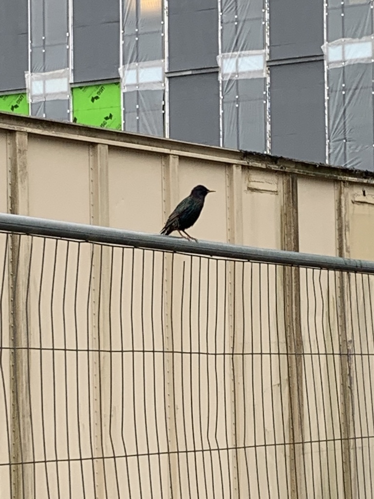 European Starling from Indiana University of Pennsylvania, Indiana, PA ...