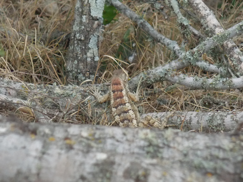 Texas Spiny Lizard from Frio County, TX, USA on April 21, 2022 at 05:26 ...