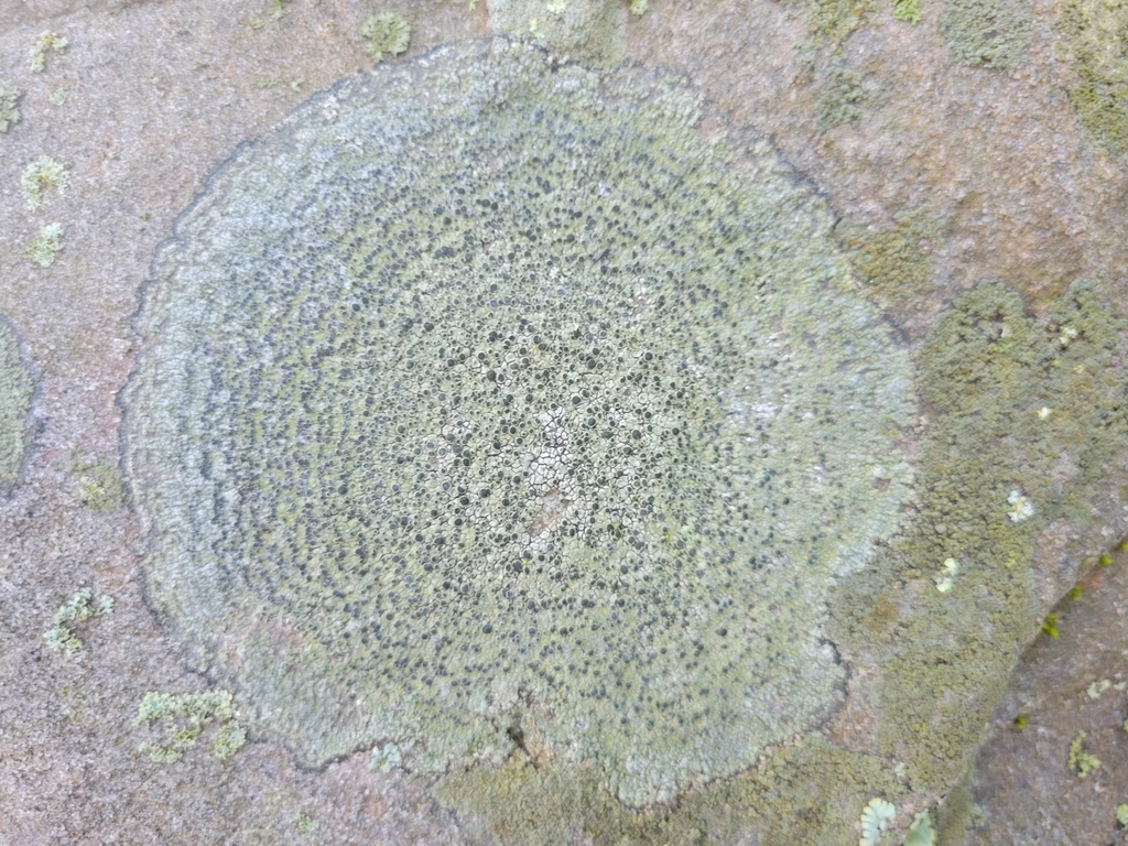 common lichens from Hempfield Township, PA, USA on April 21, 2022 at 07 ...