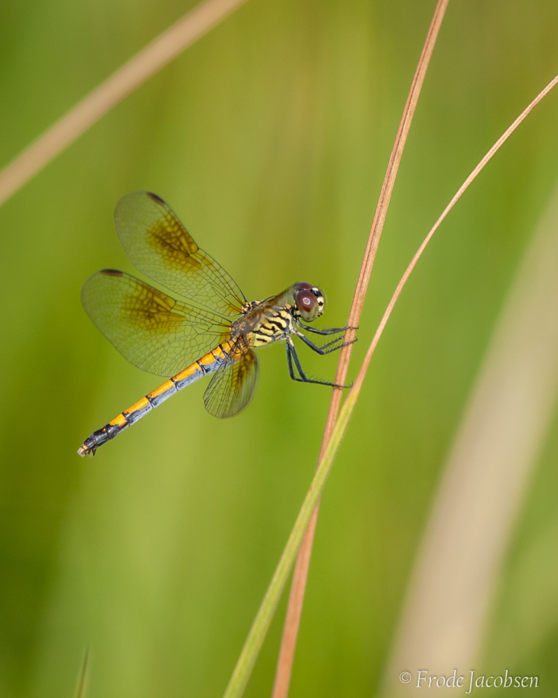 Seaside Dragonlet from Worcester County, MD, USA on August 11, 2010 at ...