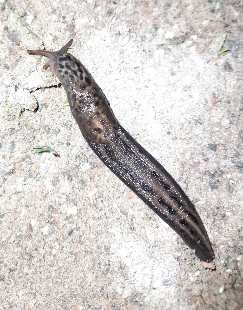 Leopard Slug from Vink - Brorfelde vendeplads (Brorfeldevej), 4350 ...