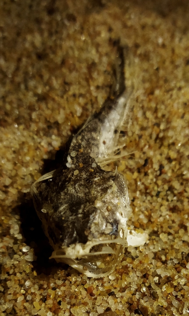 Toadfishes from Sauce de Portezuelo on April 21, 2022 at 07:35 PM by ...