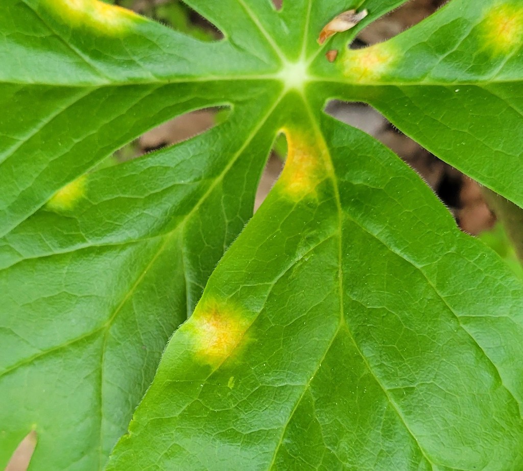 Mayapple Rust from Caroline County, MD, USA on April 19, 2022 at 06:24 ...