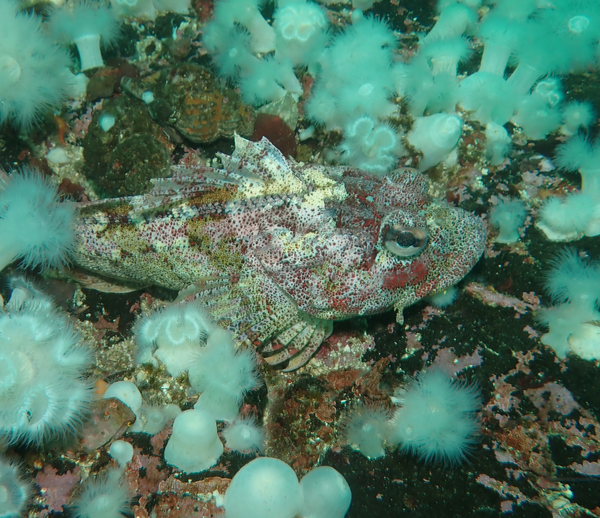 Hemilepidotus Cuvier, 1829