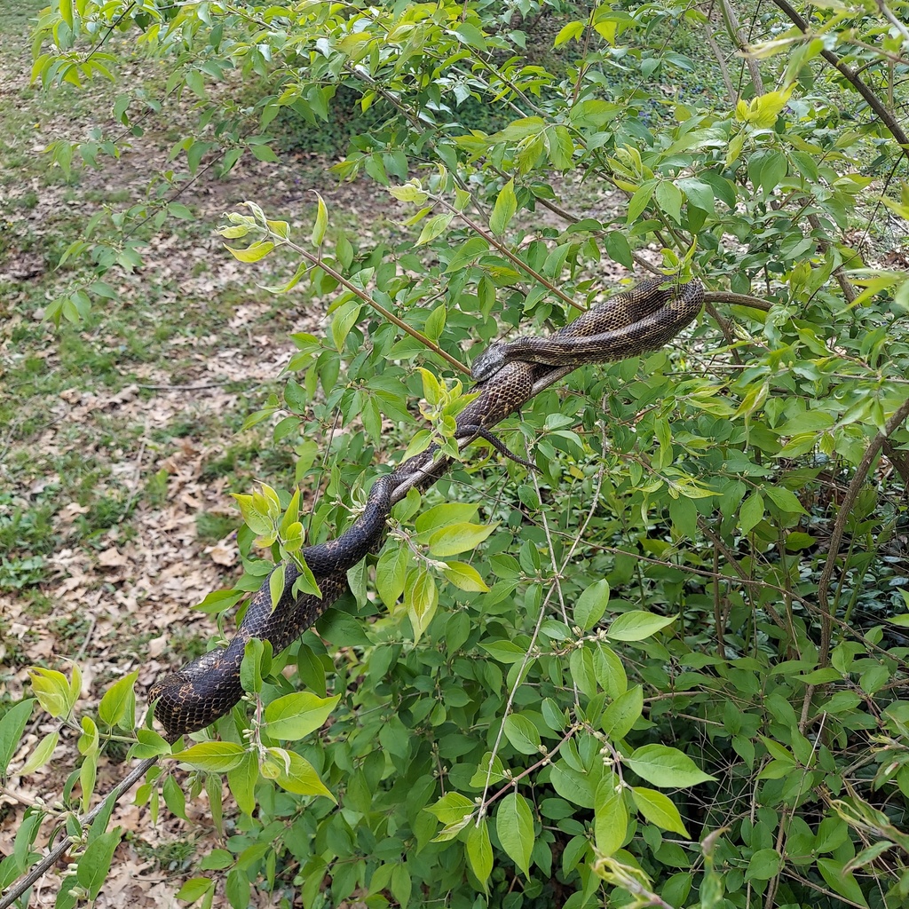 Gray Ratsnake from Louisville, KY, USA on April 21, 2022 at 04:56 PM by ...
