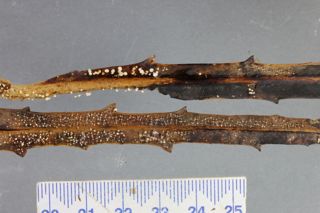 Physalacria stilboidea from Glenleith, Dunedin 9010, New Zealand on ...