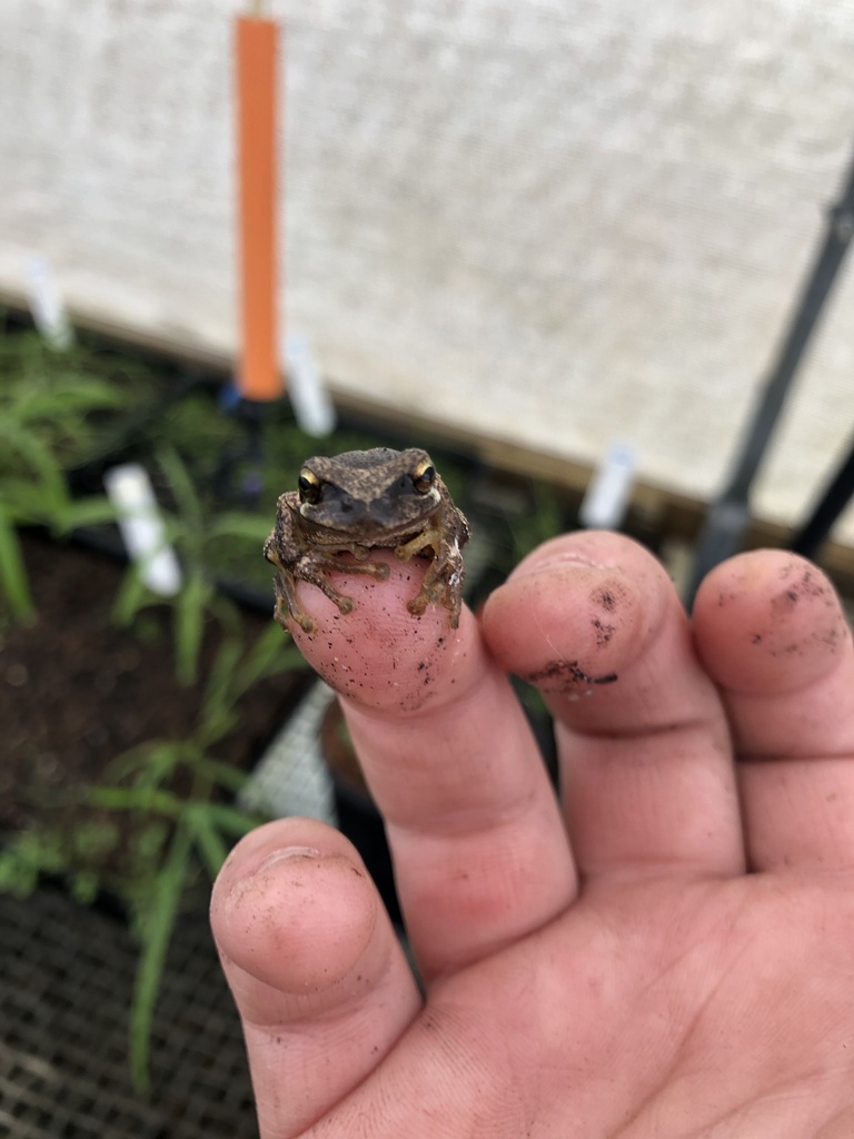 Southern Brown Tree Frog from Hull Rd, Mooroolbark, VIC, AU on March 03 ...