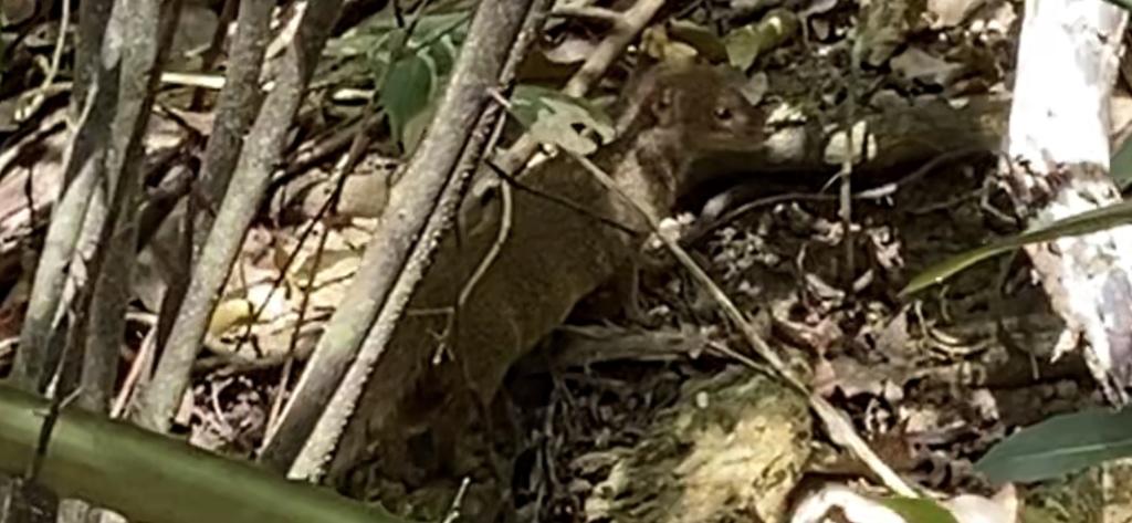 Small Indian Mongoose from Virgin Islands National Park, St. John ...