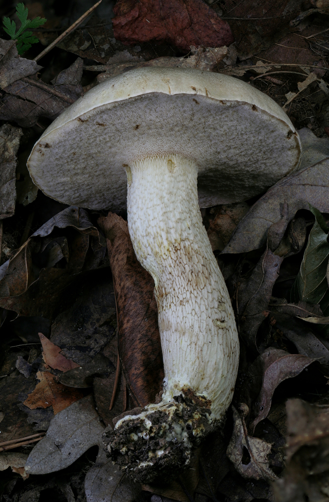 Grey Bolete from Haw Ridge Park, Oak Ridge, Tennessee, USA on July 31 ...