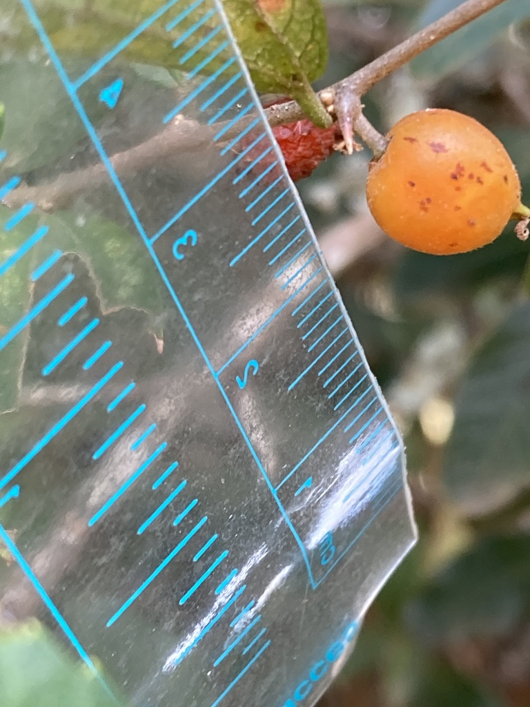 Spiny Hackberry from Section 01, Rocha, UY on April 21, 2022 at 11:54 ...