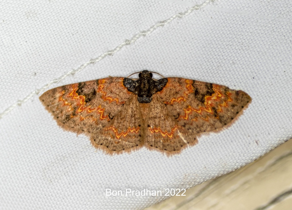 Hydrelia from Darjeeling town, Gandhi Road, Darjeeling, West Bengal ...