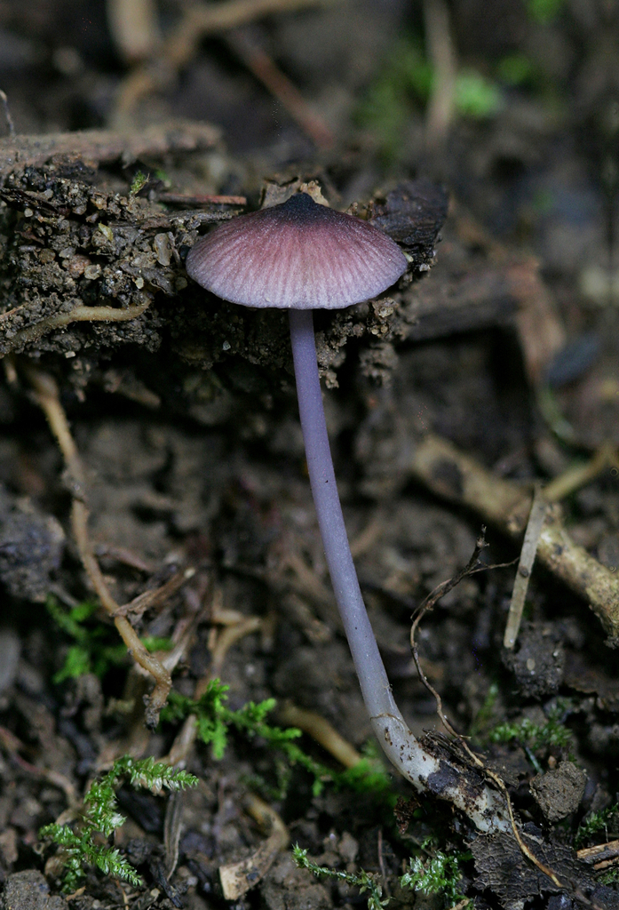 Cyanula from Cosby Campground, Great Smoky Mountains National Park ...