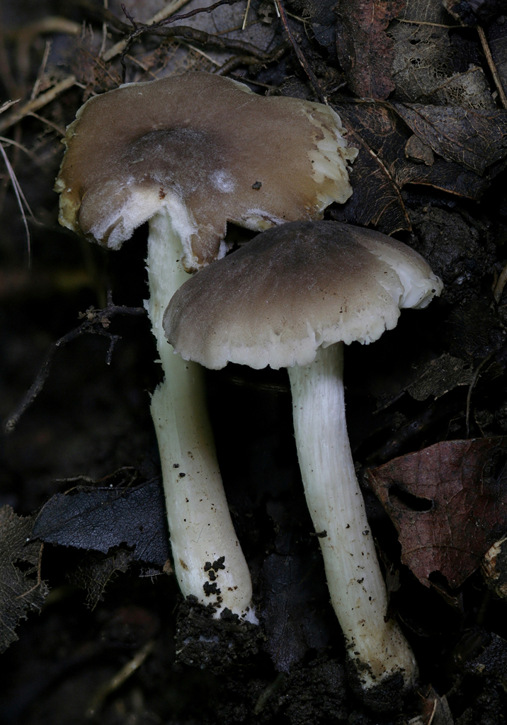 Dennisiomyces from Cosby Campground, Great Smoky Mountains National ...