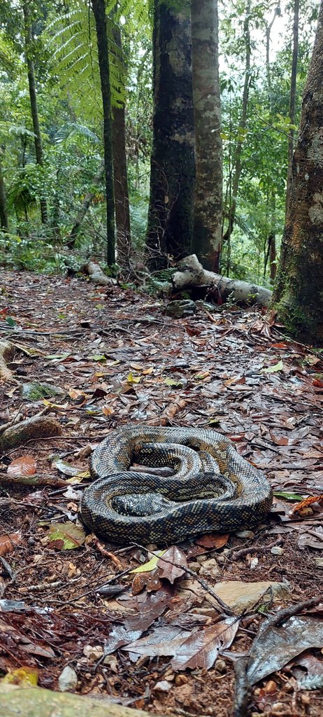 Coastal Carpet Python from Never Never NSW 2453, Australia on April 09 ...