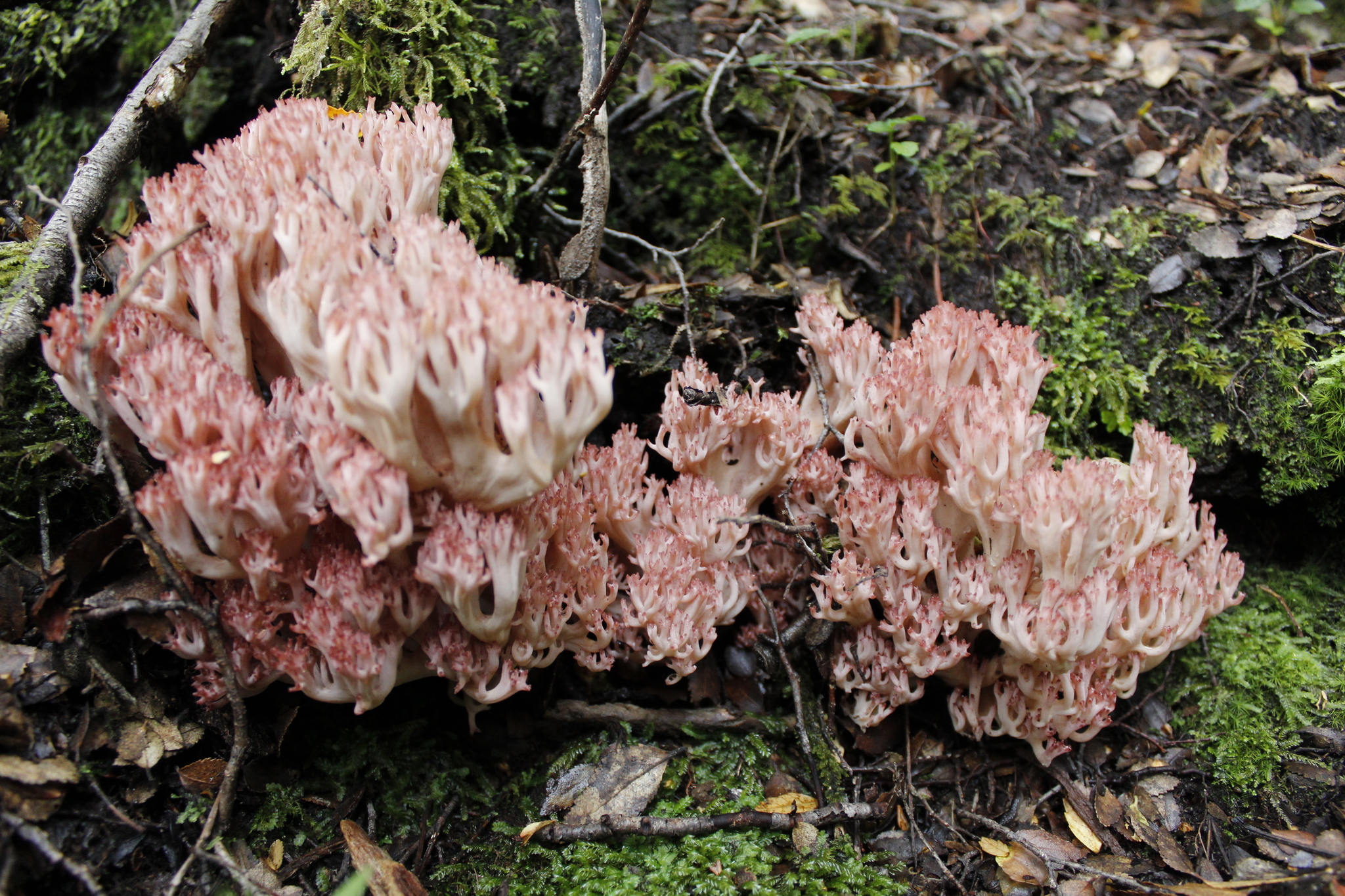 Ramaria botrytis (Pers.) Bourdot
