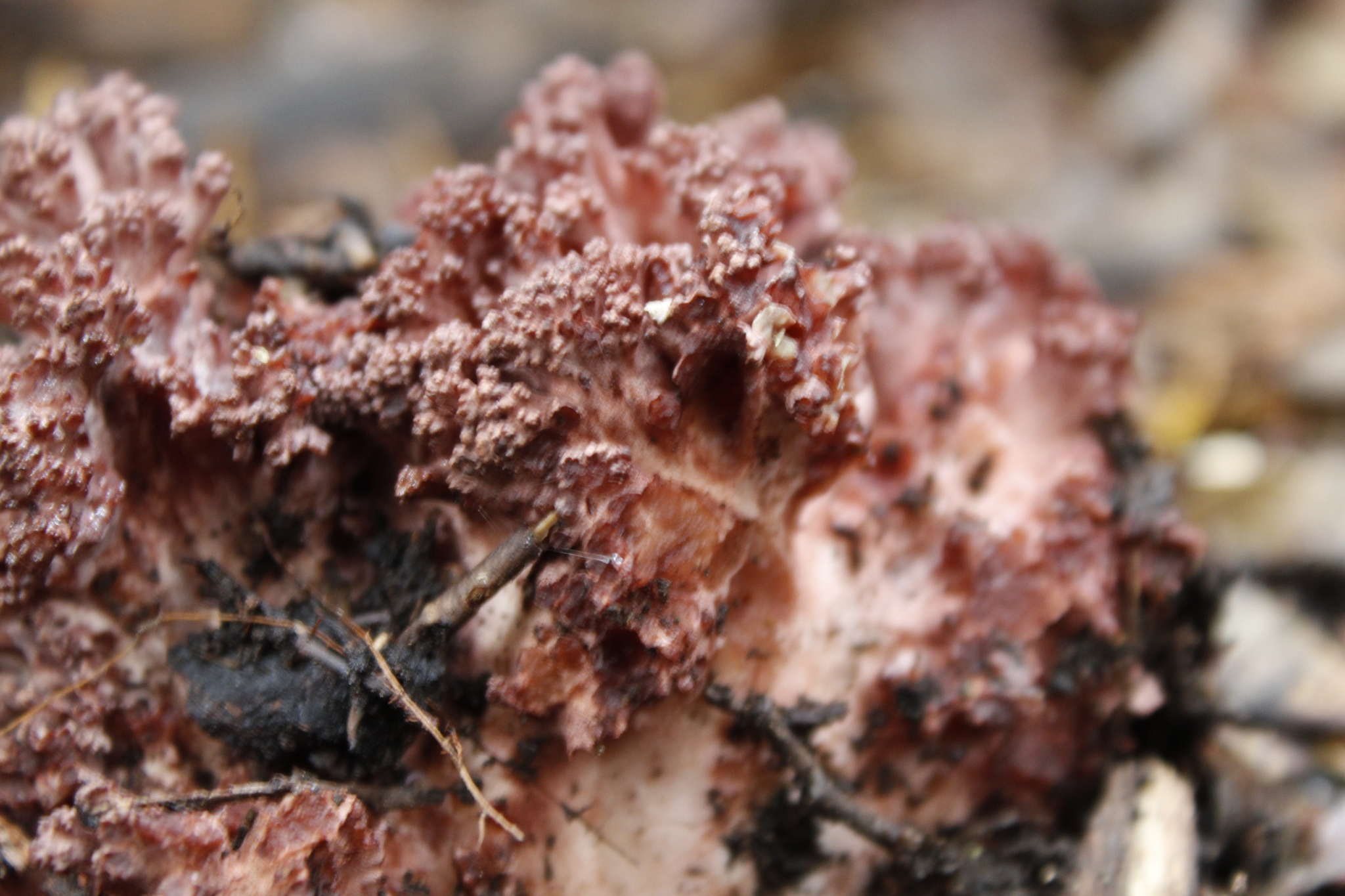 Ramaria botrytis (Pers.) Bourdot