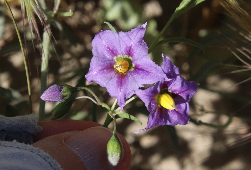Parish's nightshade from San Diego County, CA, USA on April 21, 2022 at ...