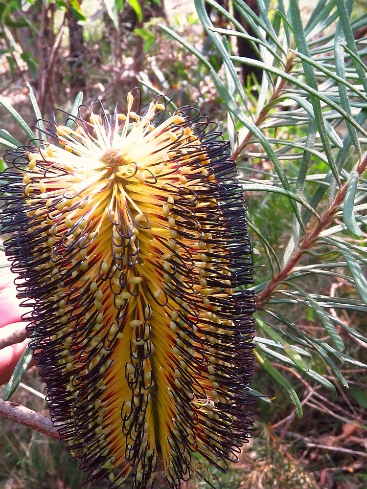 Banksia cunninghamii from Hassans Walls NSW 2790, Australia on April 18 ...