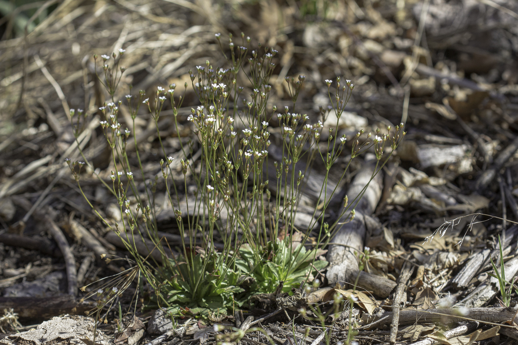 pygmy-flower rock-jasmine from Los Alamos County, NM, USA on April 21 ...