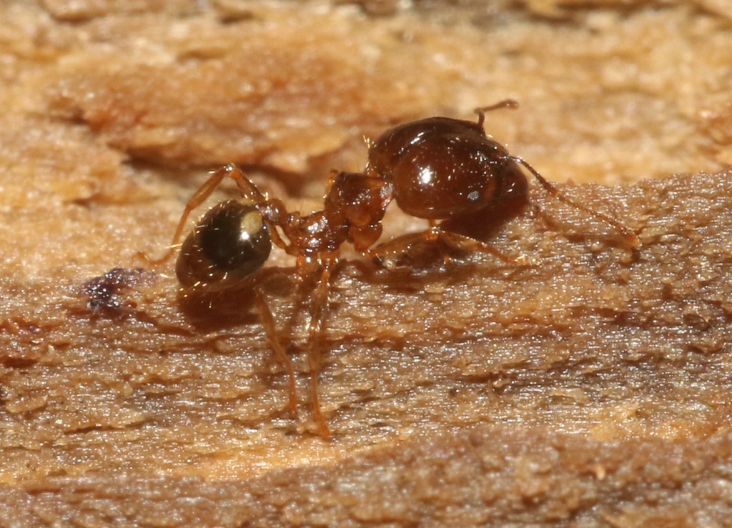 African Big-headed Ant from Hamilton, Bermuda on April 5, 2022 at 10:38 ...