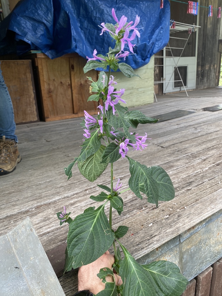 ribbon bush in April 2022 by timms · iNaturalist