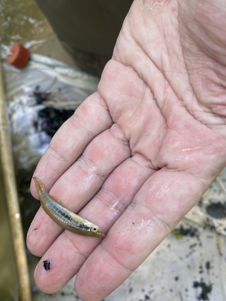 Blackspotted Topminnow from Sumter County, US-AL, US on April 21, 2022 ...