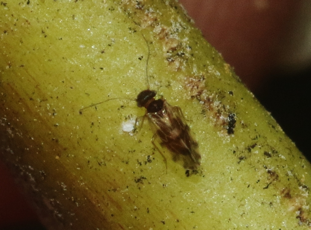 Ectopsocus spilotus from Hamilton, Bermuda on April 5, 2022 at 10:21 AM ...