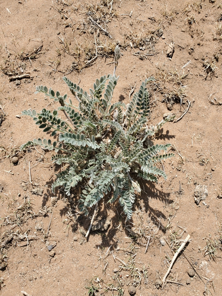 Woolly Locoweed from Springer, NM 87747, USA on April 21, 2022 at 09:43 ...