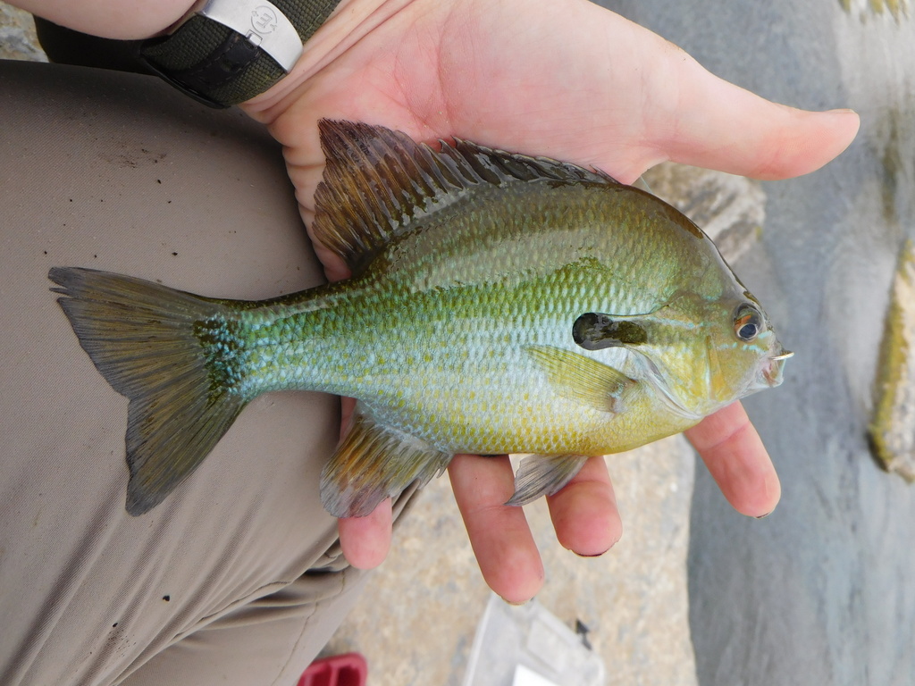 Redbreast Sunfish from Blanco County, TX, USA on April 21, 2022 at 05: ...