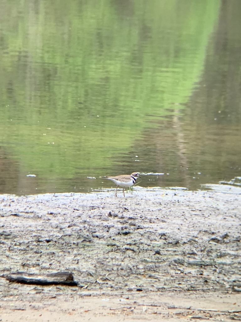 Killdeer from Pine Lake, Silver Spring, MD, US on April 21, 2022 at 06: ...