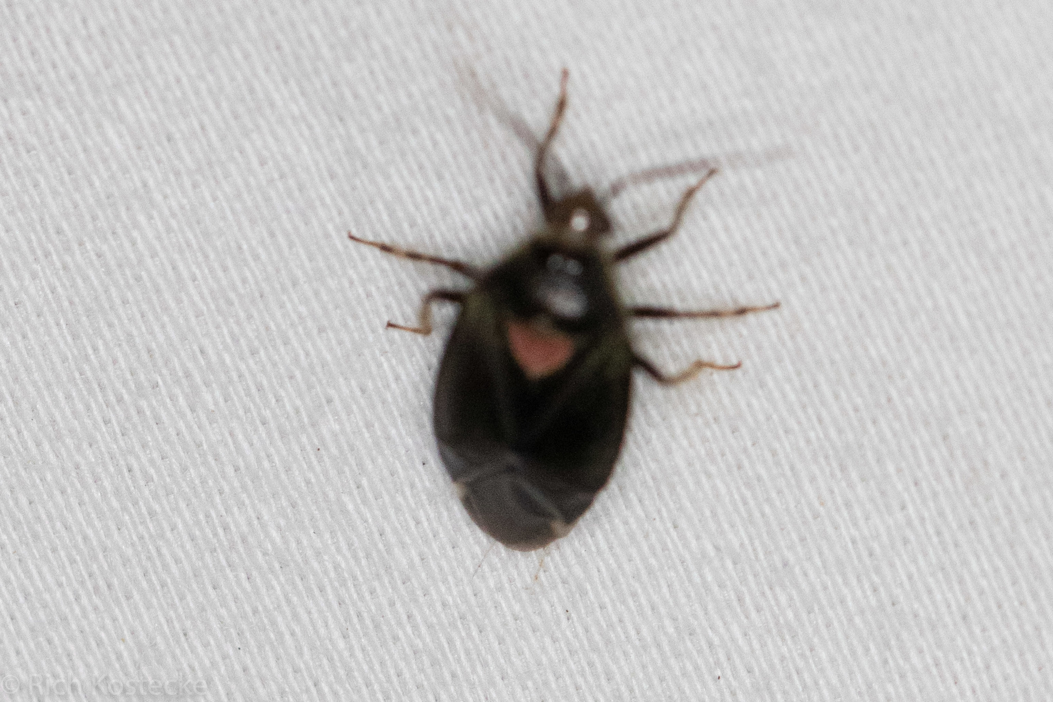 Deraeocoris sayi (Reuter, 1876)