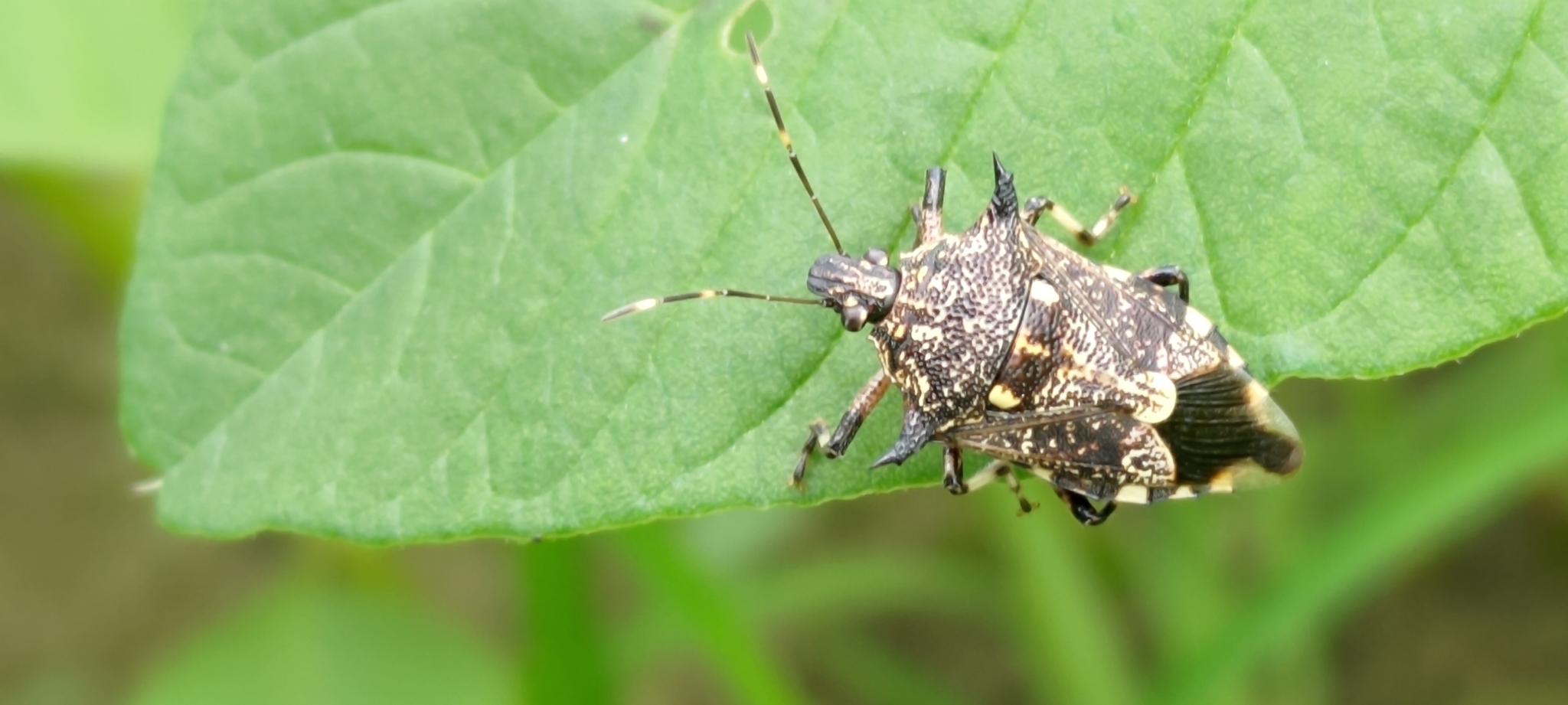 Eocanthecona furcellata (Wolff, 1811)