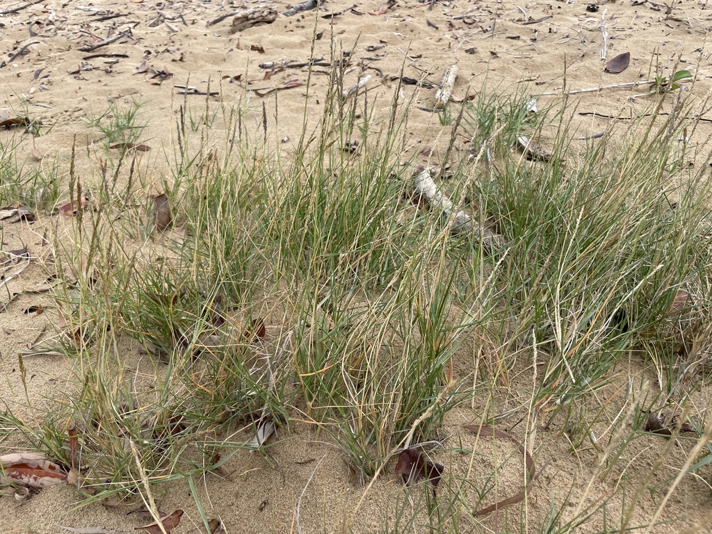 seashore dropseed from Boyne Island, Boyne Island, QLD, AU on April 22 ...