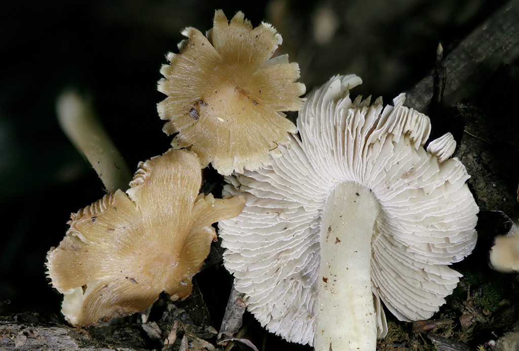 Inosperma from Unmarked trail off Beckley Rd., Camp Creek, West ...