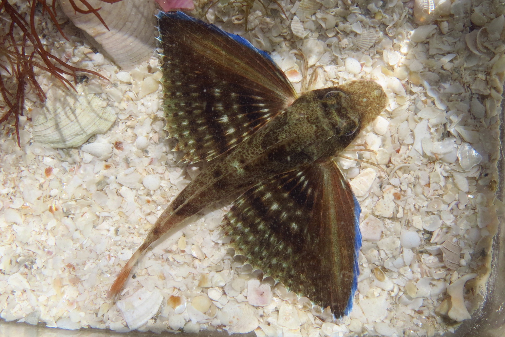 Prionotus rubio Jordan, 1886