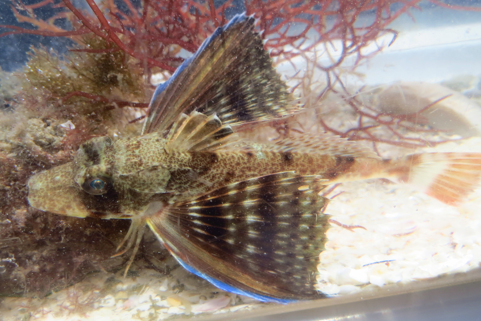 Prionotus rubio Jordan, 1886