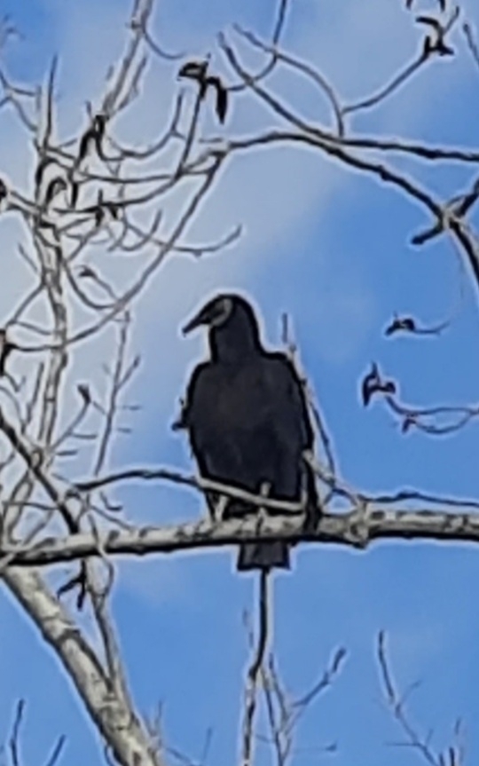 Black Vulture from Massie Township, OH, USA on April 21, 2022 at 05:54 ...