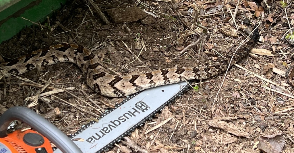 Timber Rattlesnake from County Road 261, Oakwood, TX, US on April 21 ...