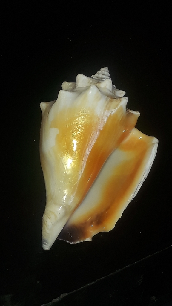 Eastern Pacific fighting conch from México on April 21, 2022 at 02:21 ...