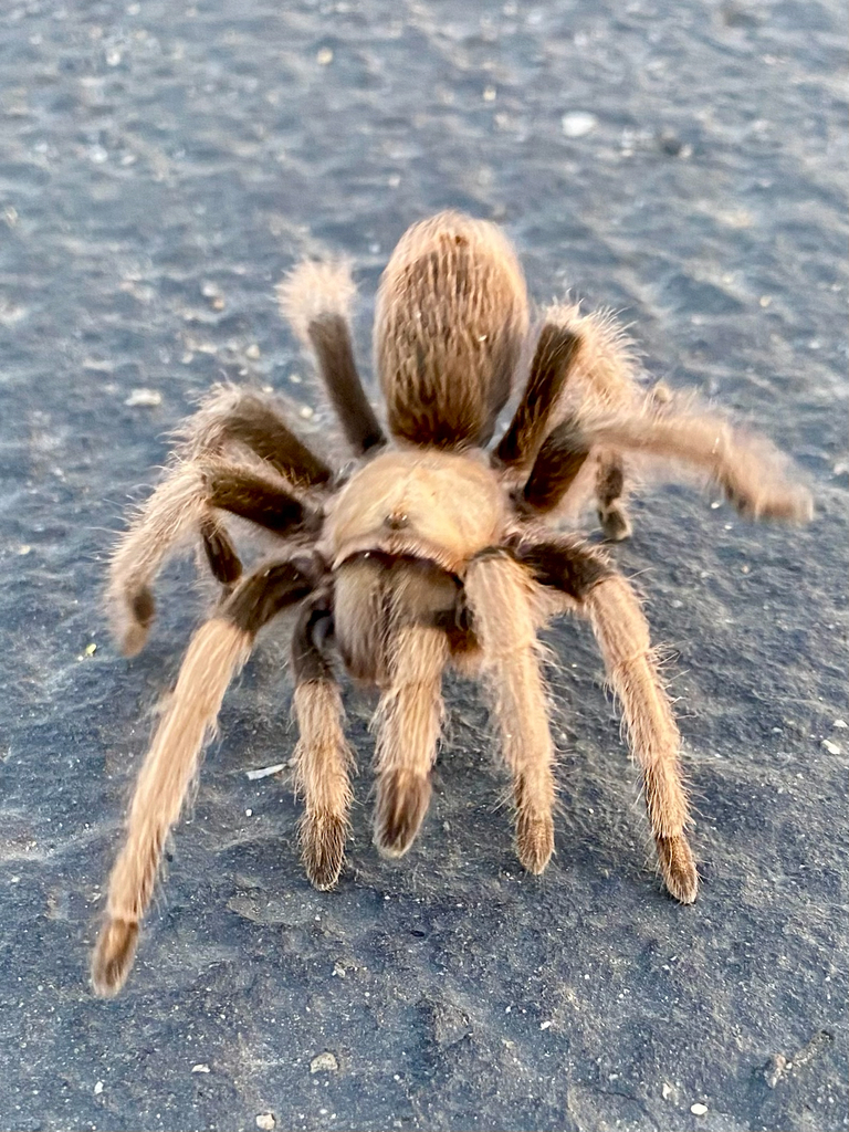 Desert Blonde Tarantula from Tucson on April 21, 2022 at 06:53 PM by ...