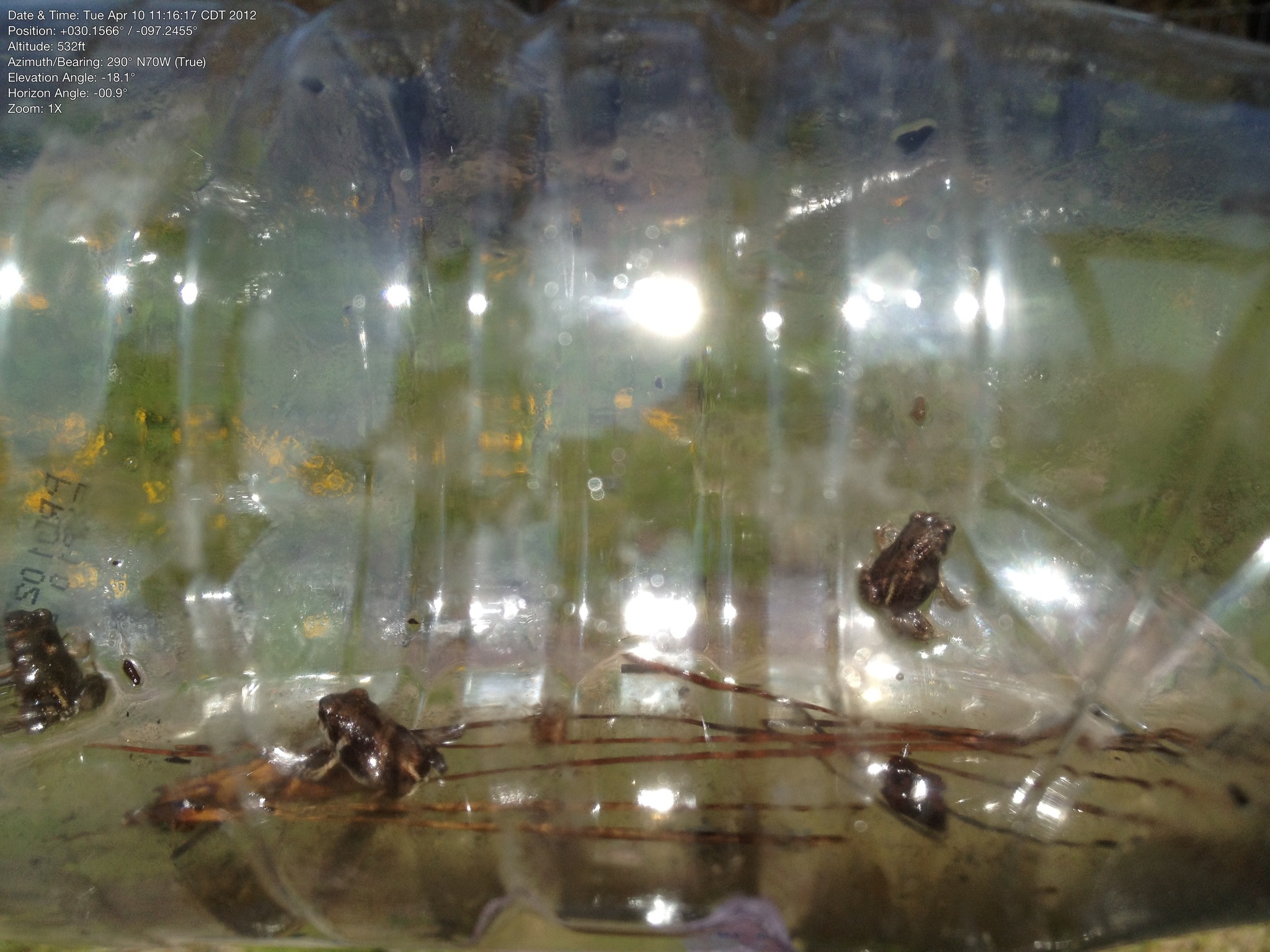Anaxyrus houstonensis (Sanders, 1953)